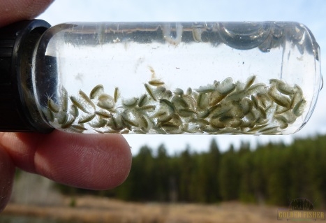 راهنمای ماهیگیری فلای و چارت حشرات در دریاچه‌‌ها (بخش 1 از 2) | چوب کمان